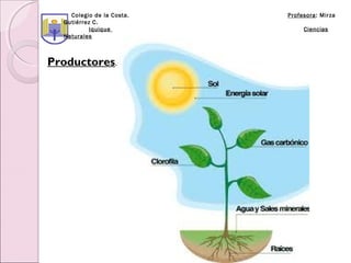 Consumidores,productores | PPT | Biological Sciences | Science