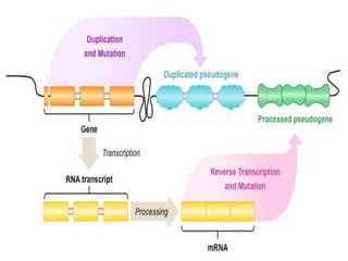 Lec-3 mutation and it types | PPT