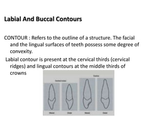 Contact and contours | PPTX