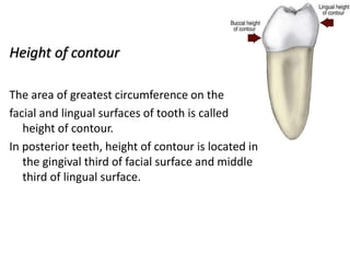 Contact and contours | PPTX