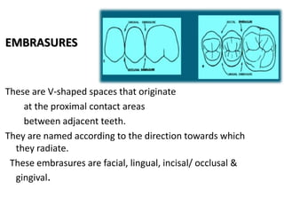 Contact and contours | PPTX