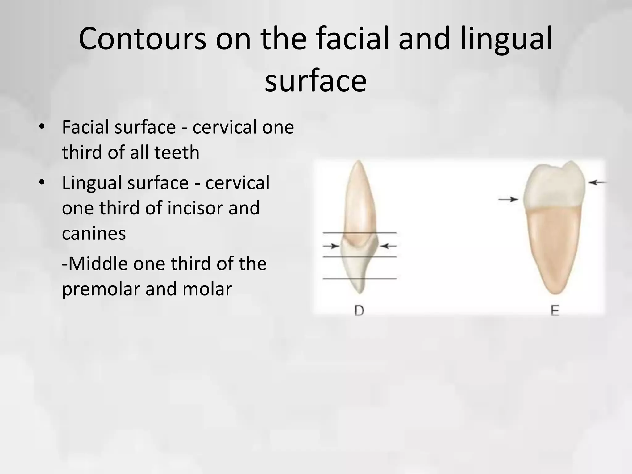 Contacts and contours | PPTX