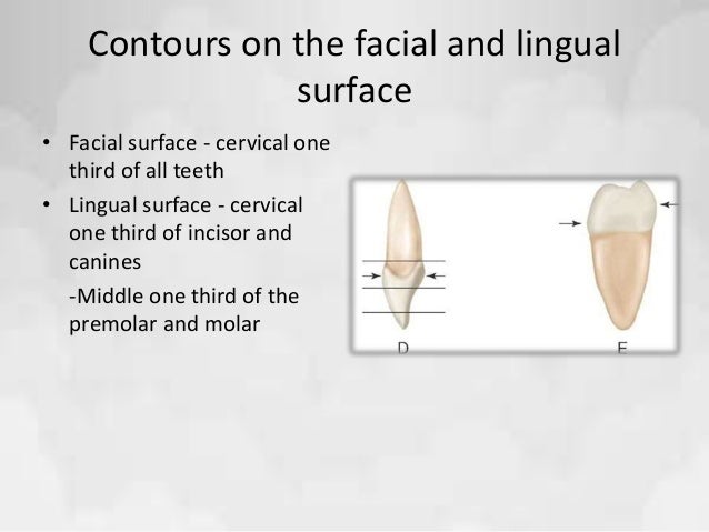 Contacts and contours