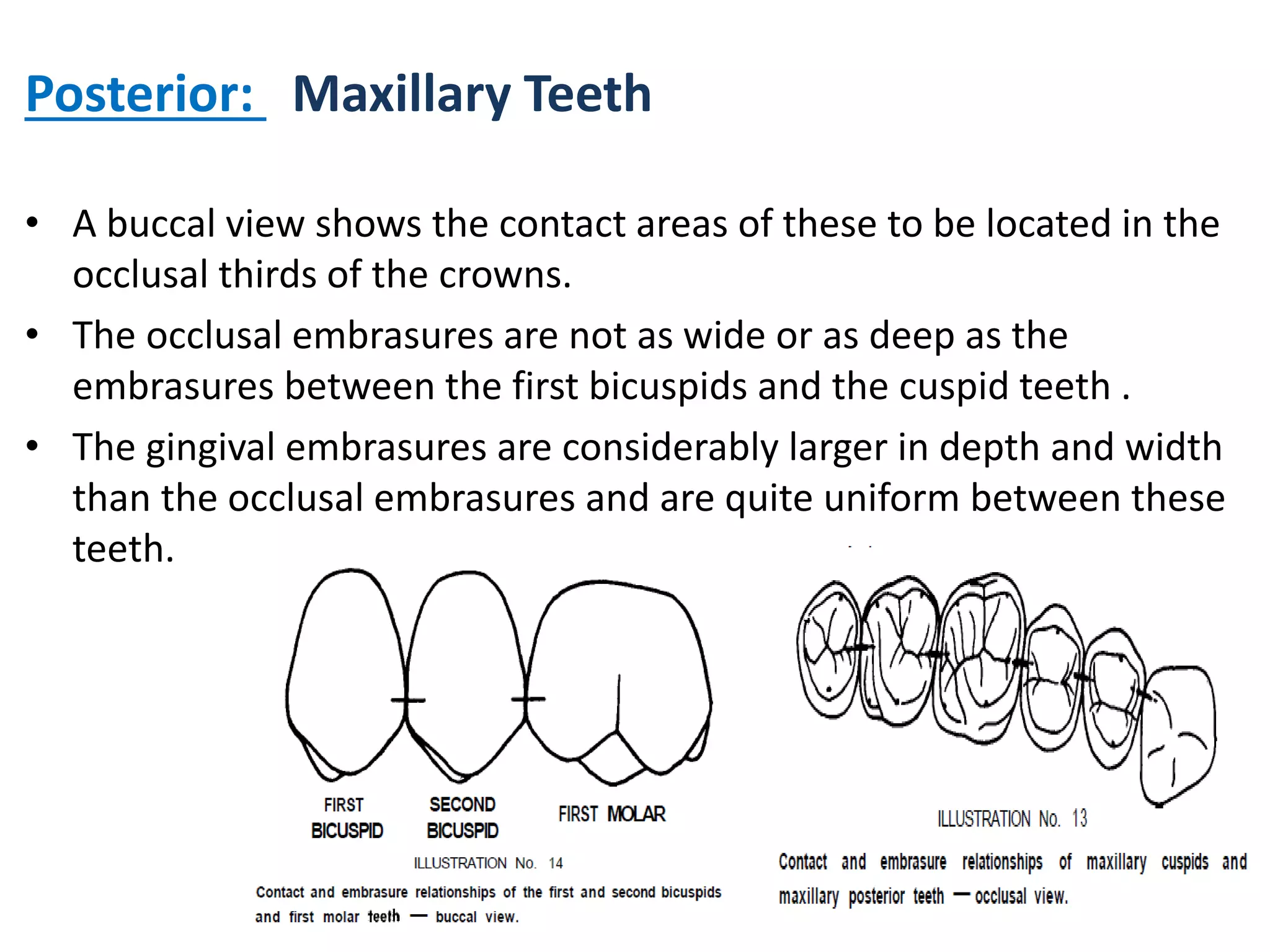 Contacts and Contours | PPTX