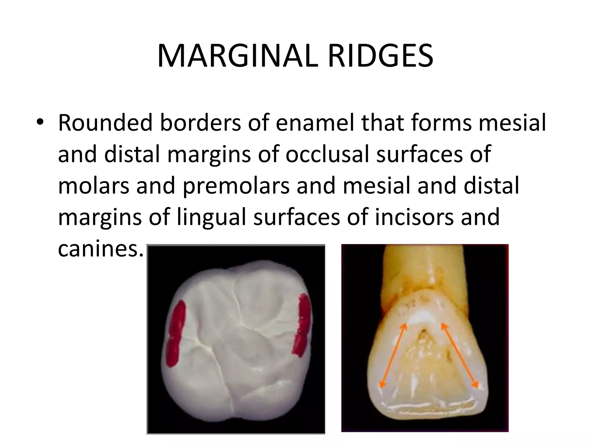 Contacts and Contours | PPTX