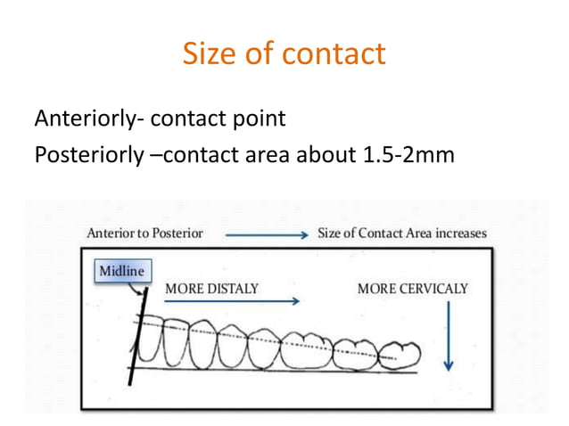 Contacts and Contours | PPTX | Dental Health | Diseases and Conditions