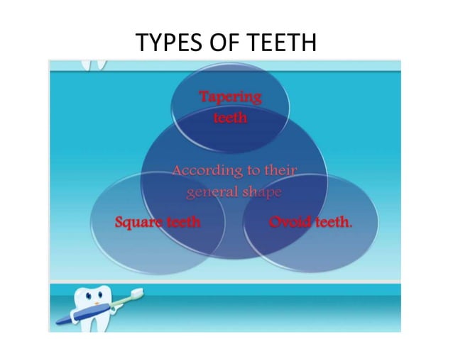 Contacts and Contours | PPTX | Dental Health | Diseases and Conditions