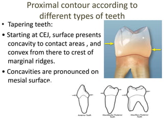 Contacts and Contours | PPTX