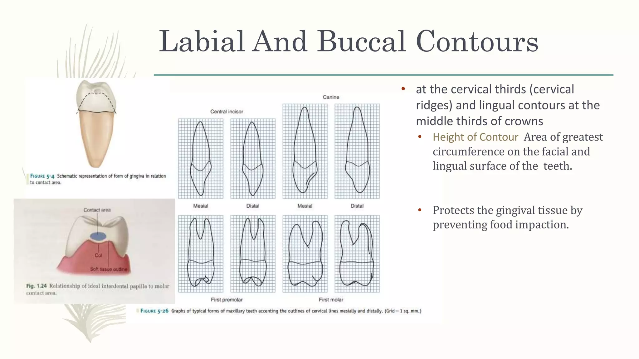 Contacts and Contours in Conservative Dentistry | PPTX