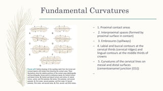 Contacts and Contours in Conservative Dentistry | PPTX