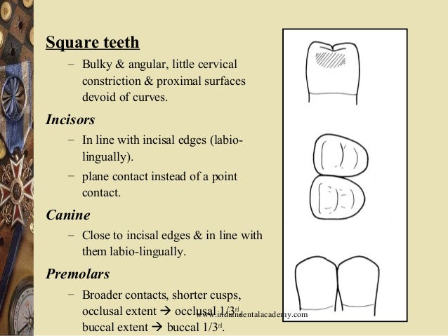 Contacts & contours/ practice dentistry