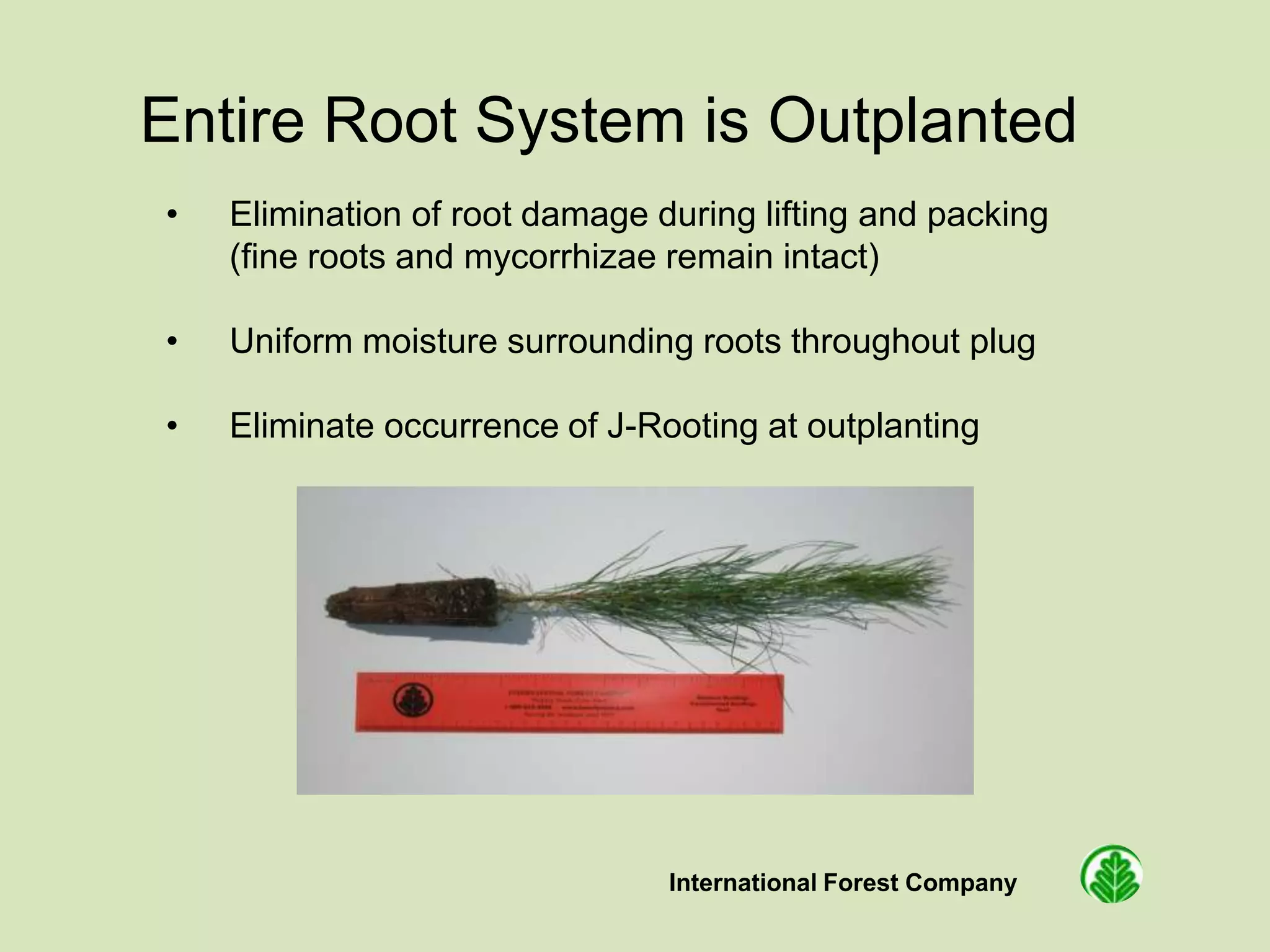 Containerized Seedlings | PPTX