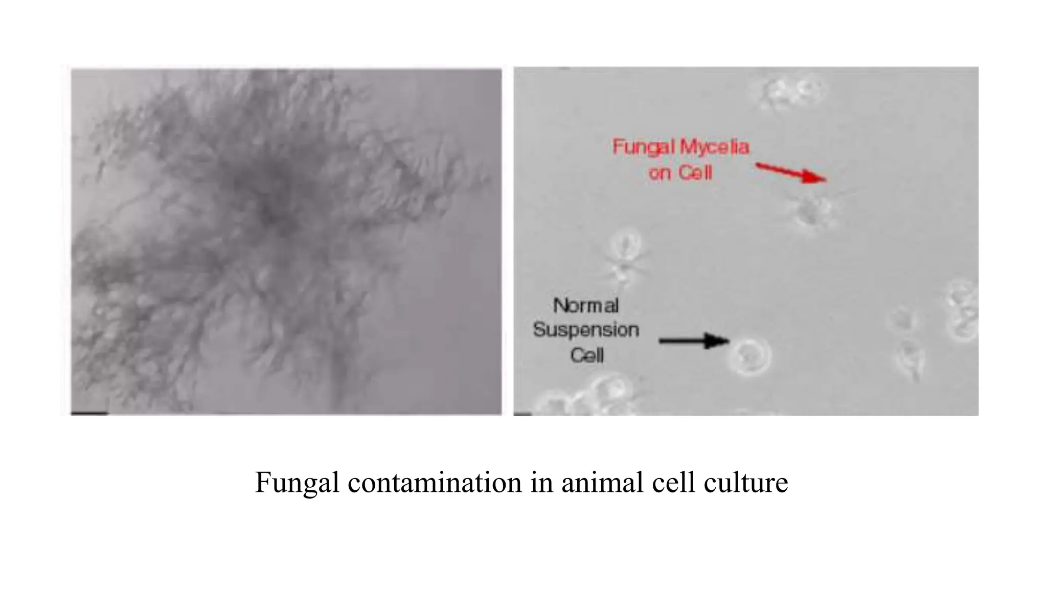 CONTAMINANTS IN CELL CULTURE & PRECAUTIONS.pptx