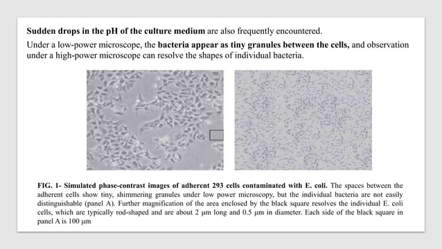 CONTAMINANTS IN CELL CULTURE & PRECAUTIONS.pptx | Infectious Diseases ...