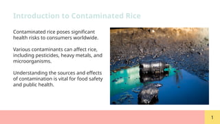 Contaminated Rice for environment Zahra Mh | PPT