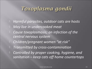Contamination hazards and control | PDF