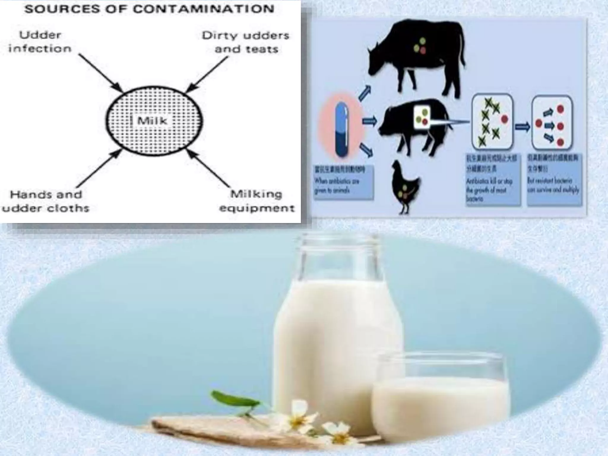Contamination in milk/ Source of contamination in milk | PPTX