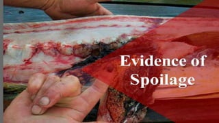 Contamination, preservation, & spoilage of fish | PPTX