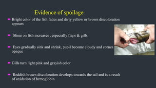 Contamination, preservation, & spoilage of fish | PPTX
