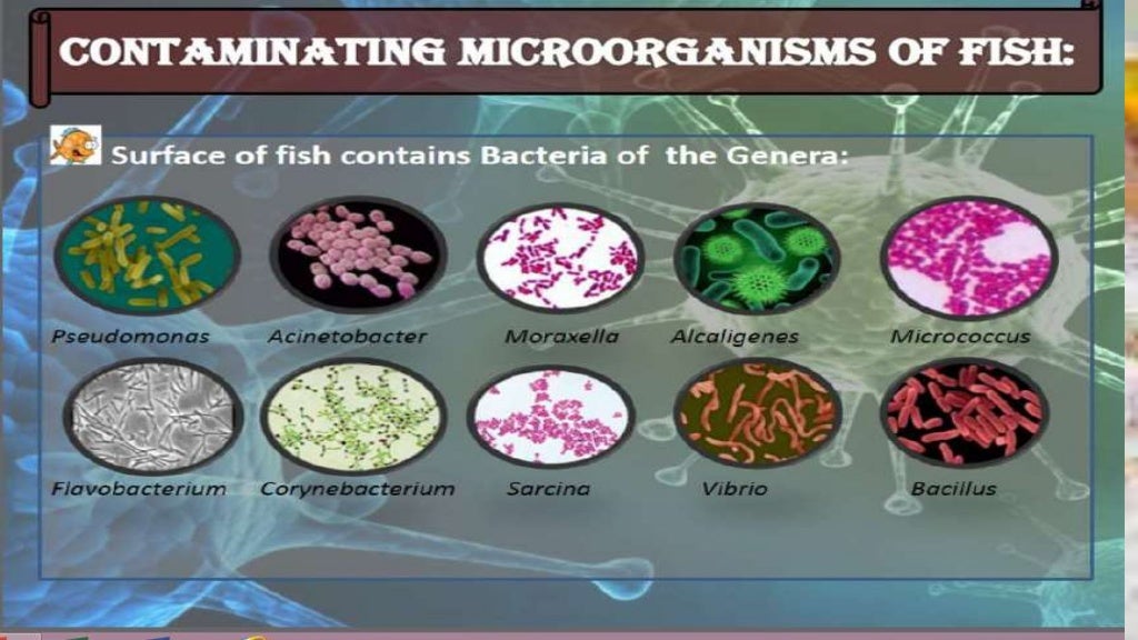 Contamination, preservation, & spoilage of fish