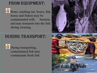 Contamination, spoilage & preservation of fish. | PPTX