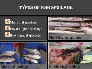 Contamination, spoilage & preservation of fish. | PPTX