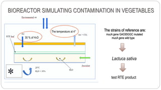 Ready-to-eat Vegetables as new sources of contamination-infection of ...
