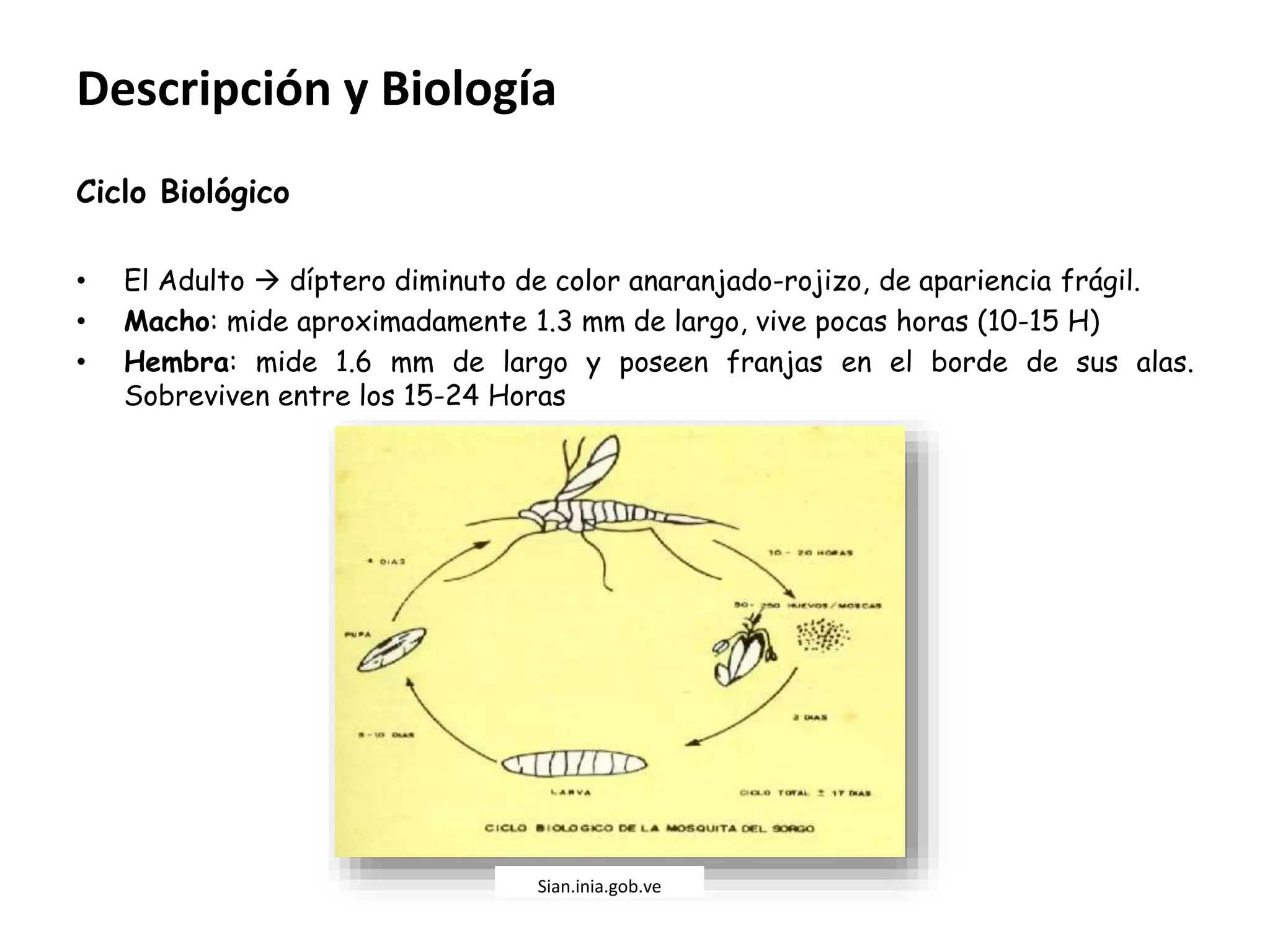 Manejo integrado de Contarinia sorghicola (Mosca del ovario) en cultivo ...