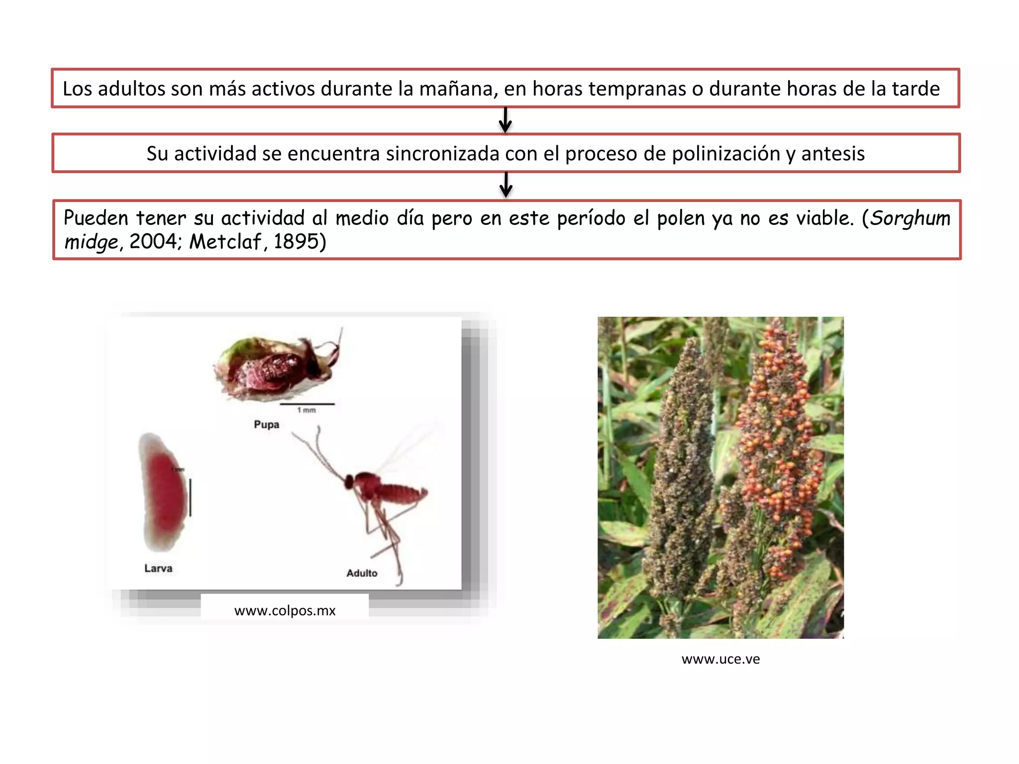 Manejo integrado de Contarinia sorghicola (Mosca del ovario) en cultivo ...