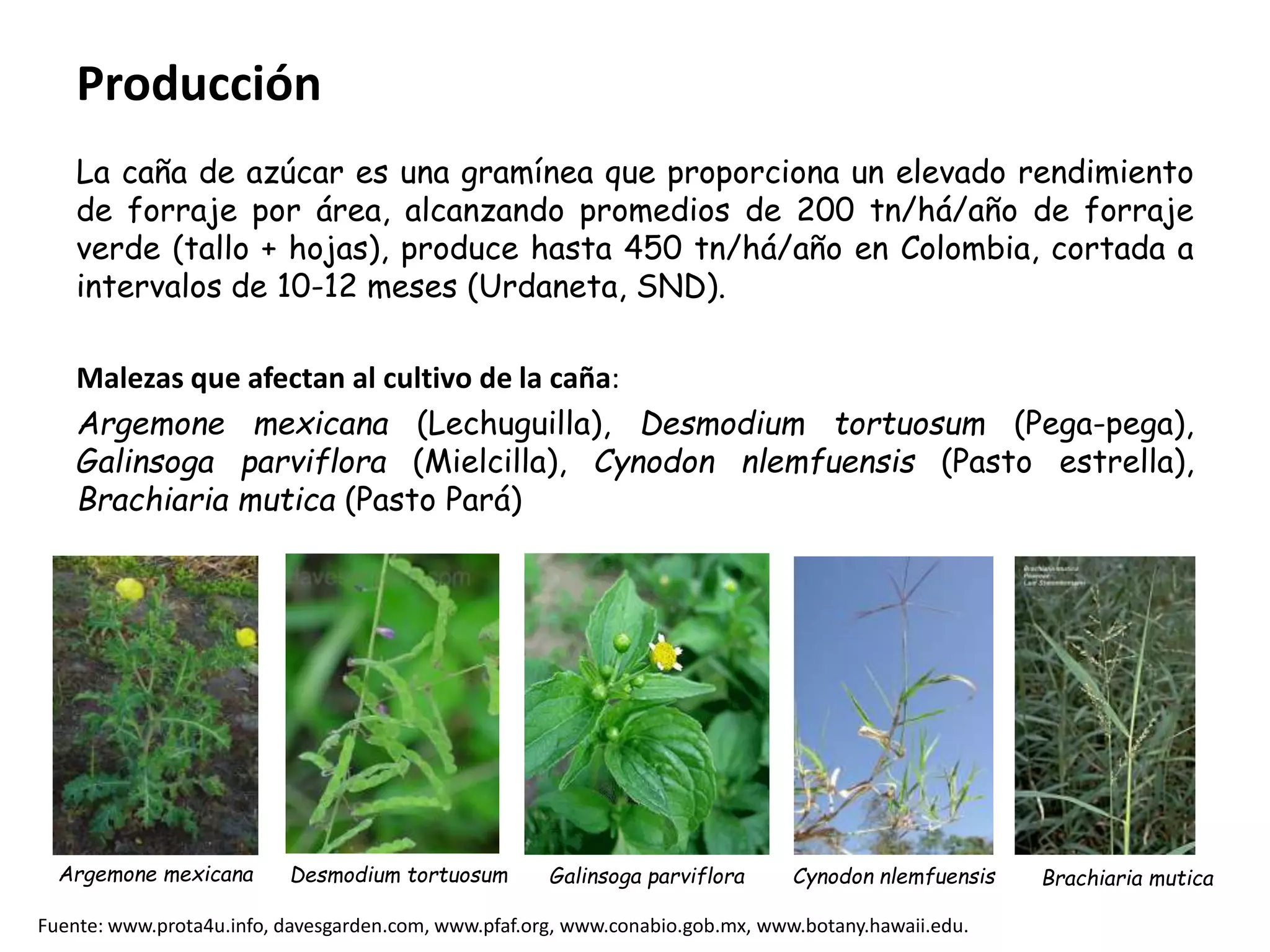 Manejo integrado de Contarinia sorghicola (Mosca del ovario) en cultivo ...