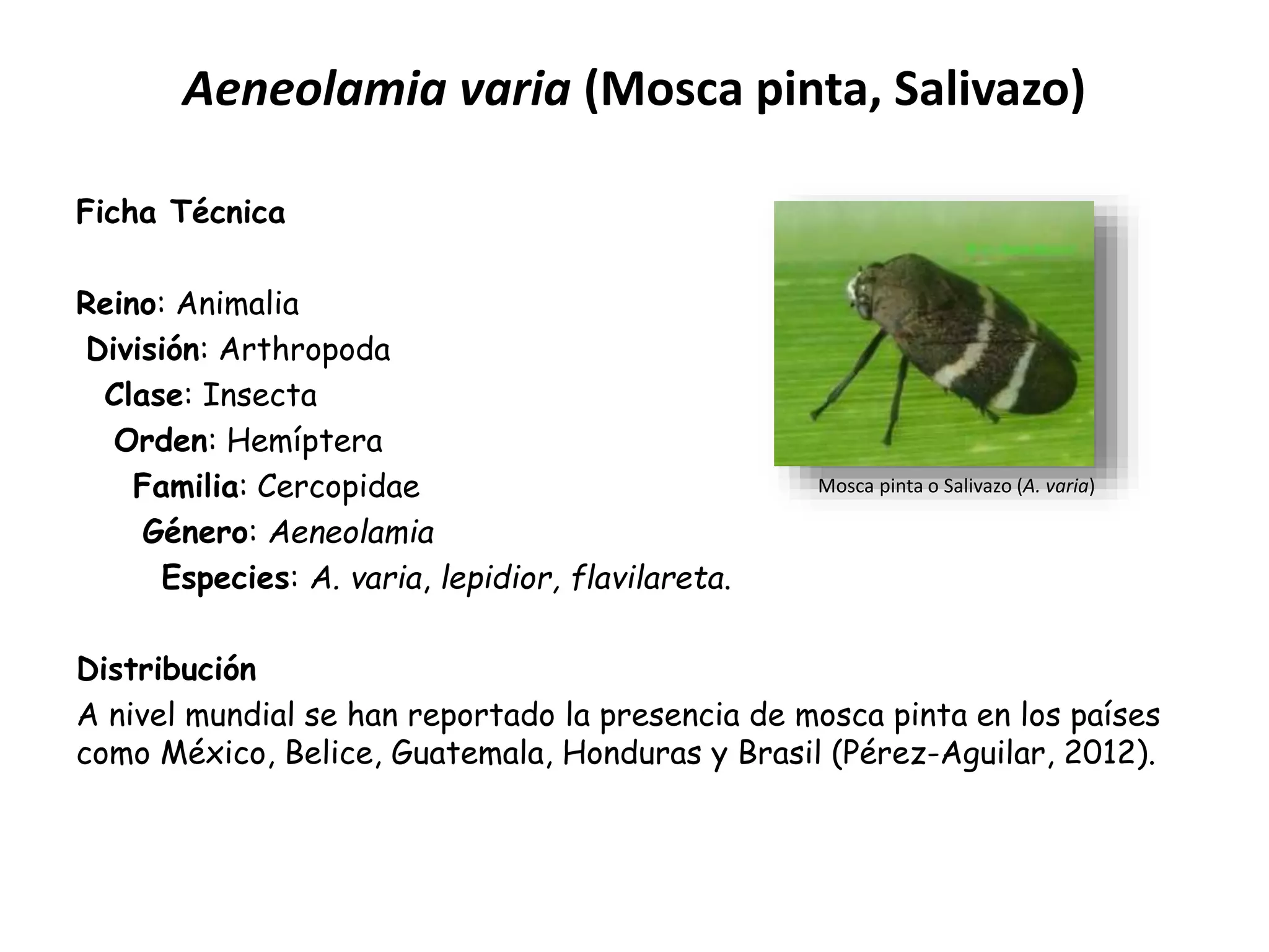 Manejo integrado de Contarinia sorghicola (Mosca del ovario) en cultivo ...