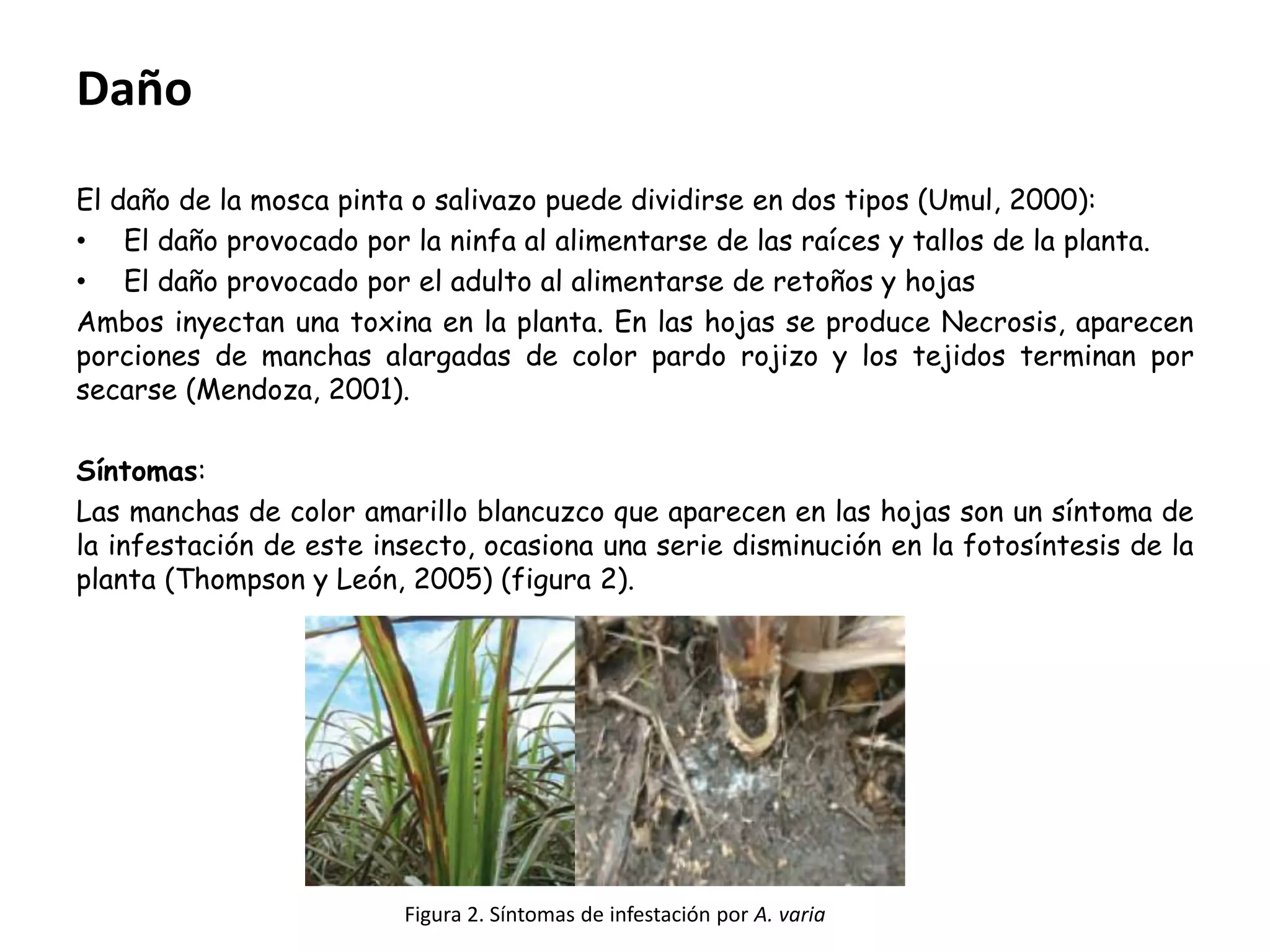 Manejo integrado de Contarinia sorghicola (Mosca del ovario) en cultivo ...