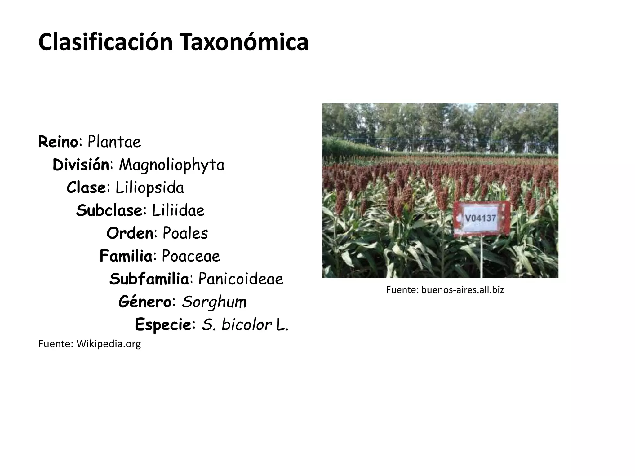 Manejo integrado de Contarinia sorghicola (Mosca del ovario) en cultivo ...
