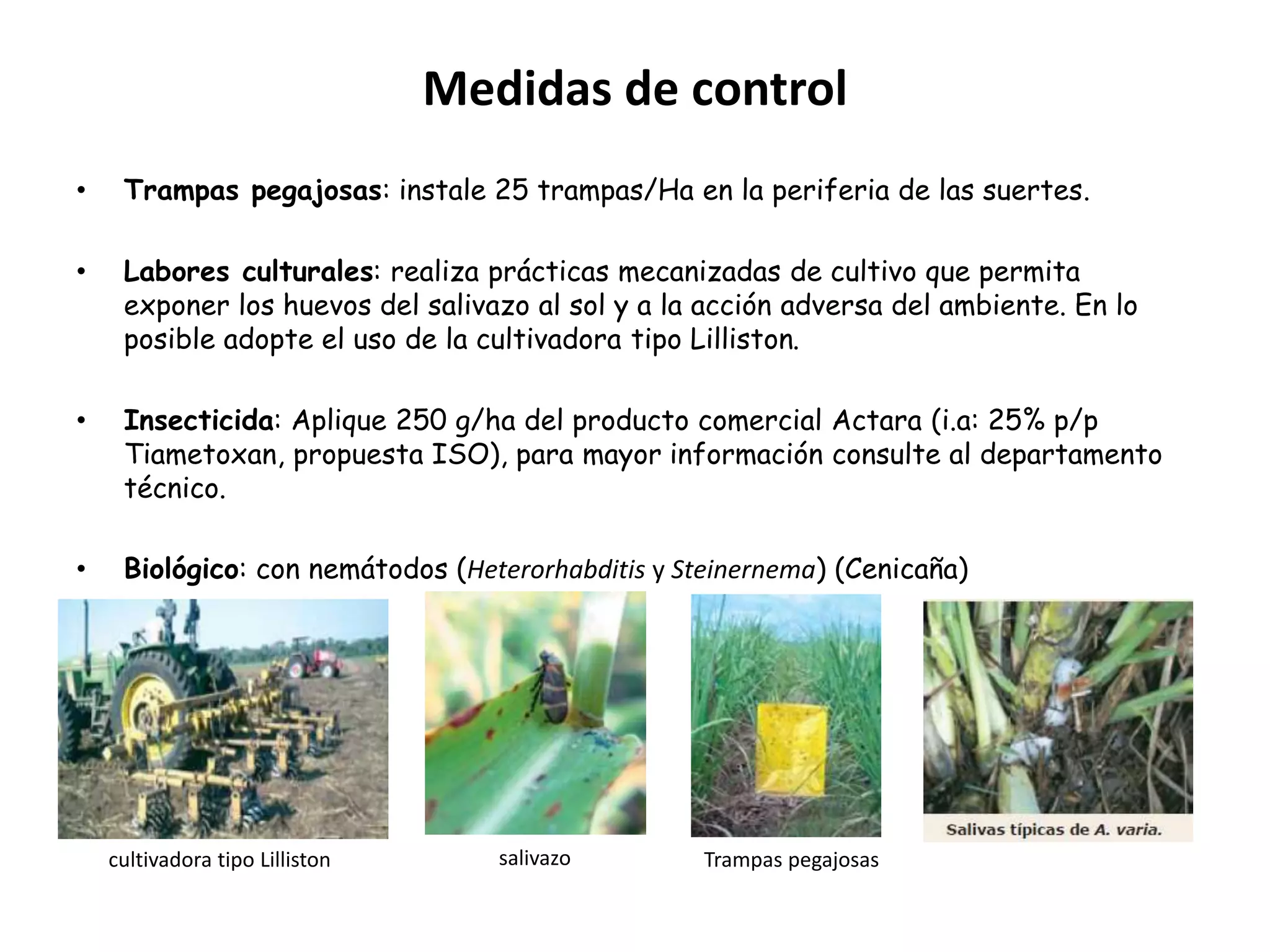 Manejo integrado de Contarinia sorghicola (Mosca del ovario) en cultivo ...