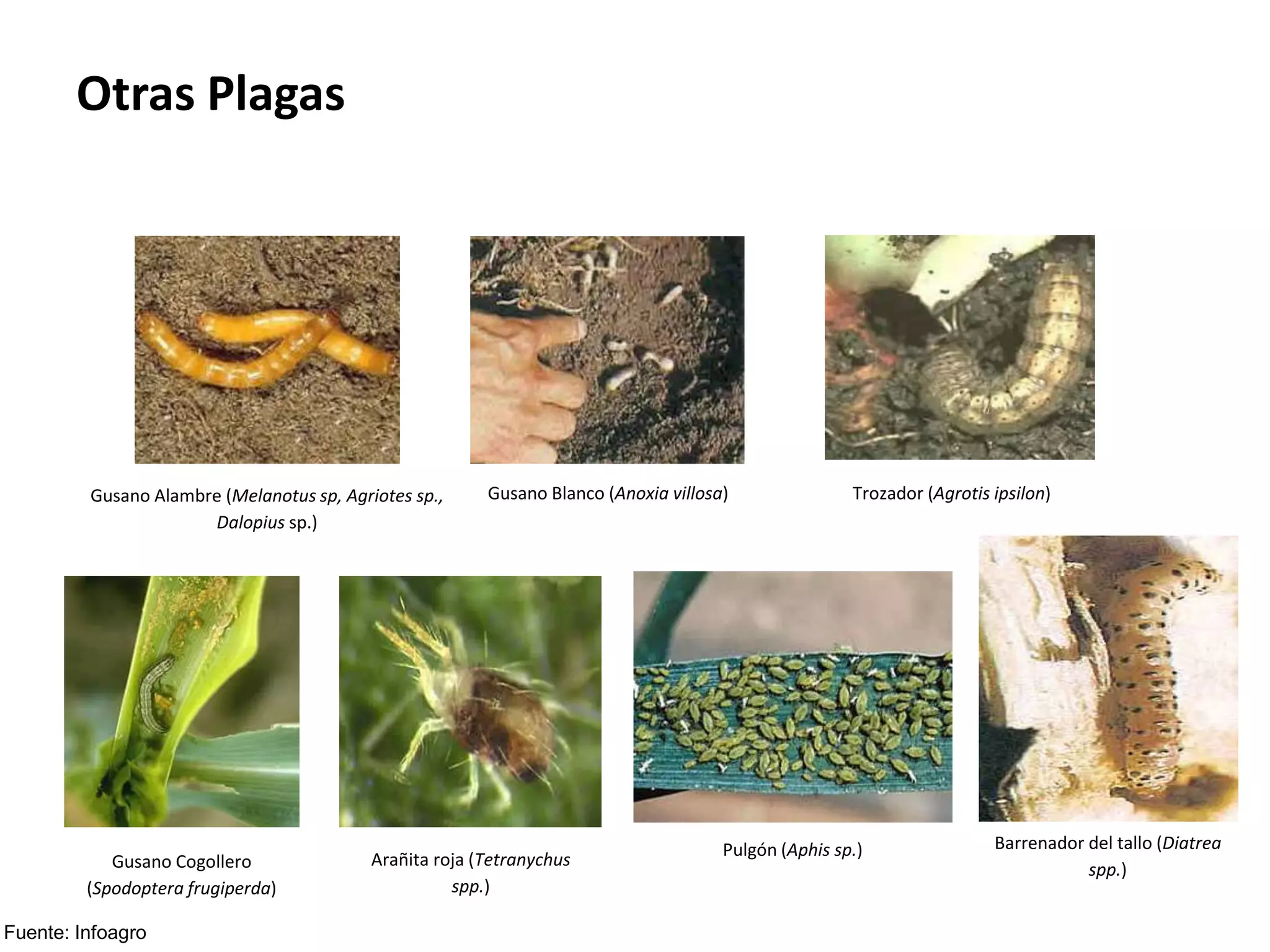Manejo integrado de Contarinia sorghicola (Mosca del ovario) en cultivo ...