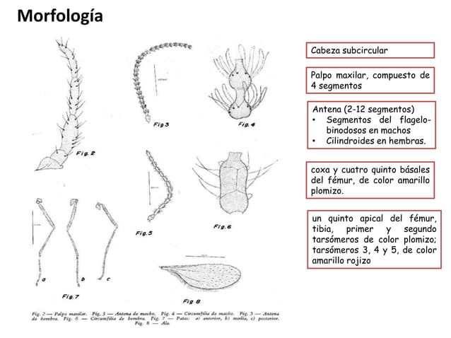 Manejo integrado de Contarinia sorghicola (Mosca del ovario) en cultivo ...