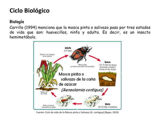 Manejo integrado de Contarinia sorghicola (Mosca del ovario) en cultivo ...