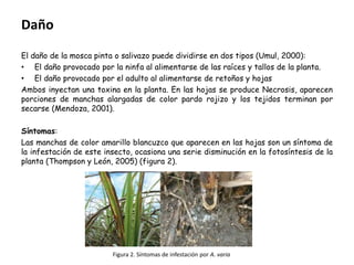 Manejo integrado de Contarinia sorghicola (Mosca del ovario) en cultivo ...