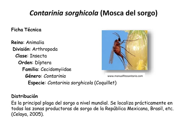 Manejo integrado de Contarinia sorghicola (Mosca del ovario) en cultivo ...