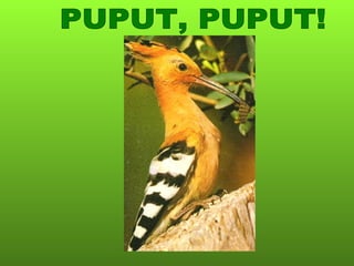 Conte de la Pu put | PPT