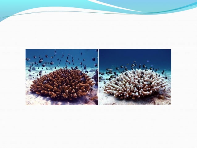 Contemporary evidence of climate change | PPT | Environment | Science