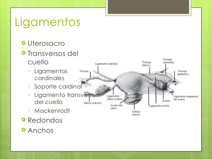 Contenido de la cavidad pelvica femenina