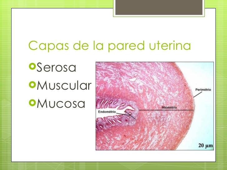 Contenido de la cavidad pelvica femenina