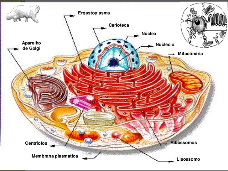 Contenido del citoplasma