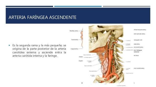 Contenido vascular y nervioso del cuello