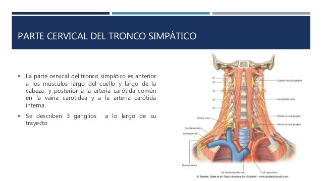 Contenido vascular y nervioso del cuello