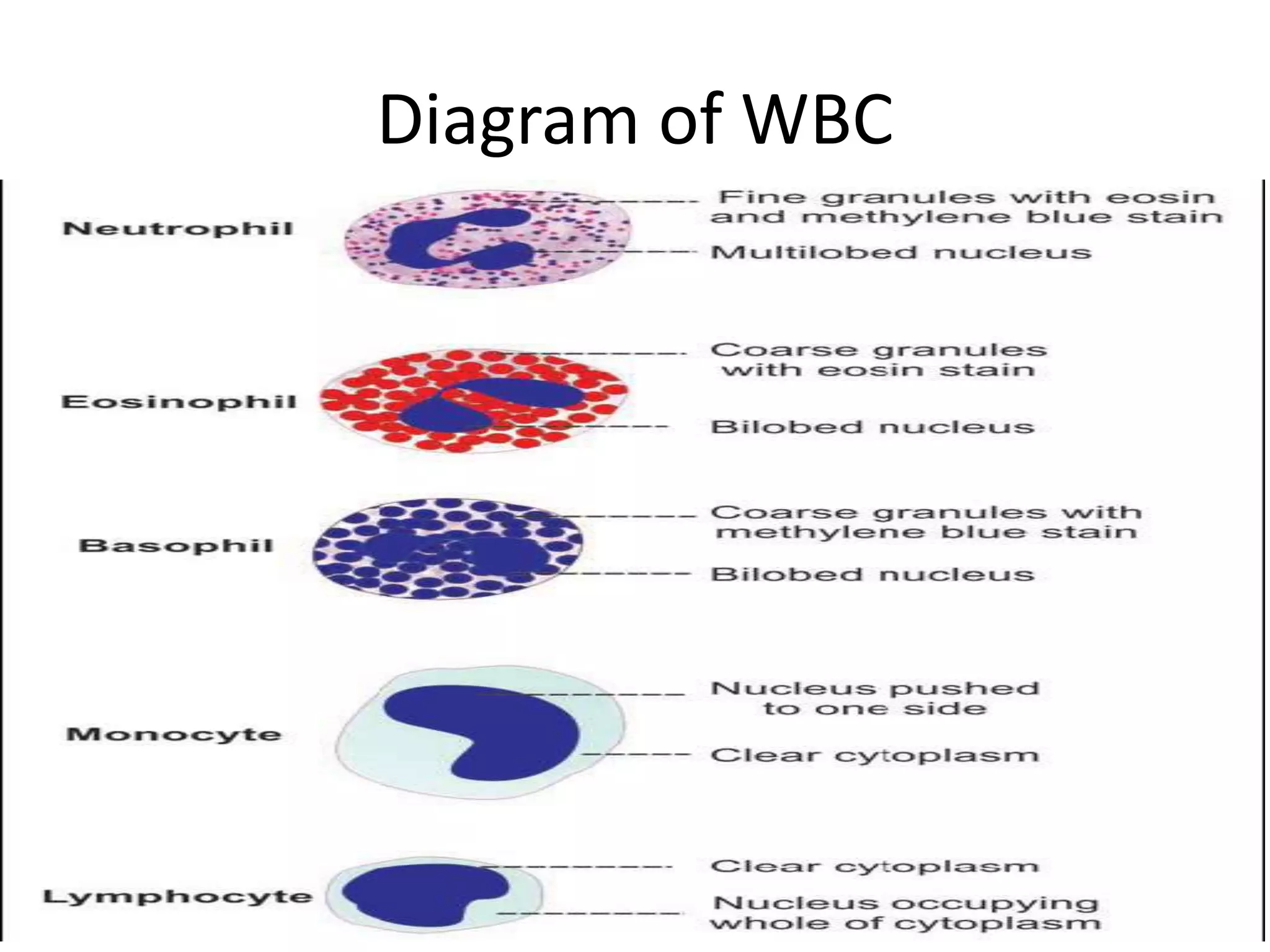 pathological variation in WBC | PPTX