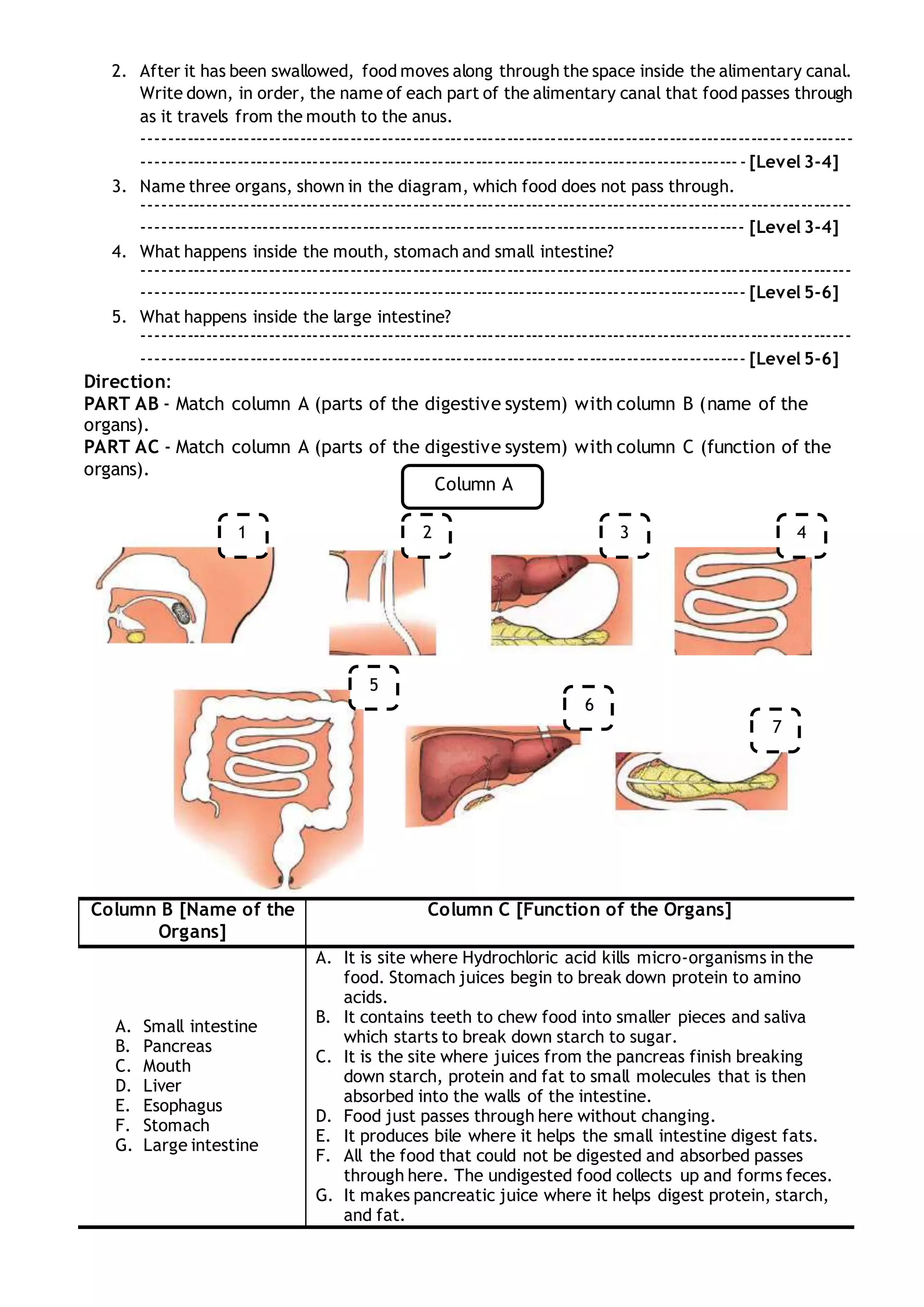 Content organizer the human digestive system | PDF