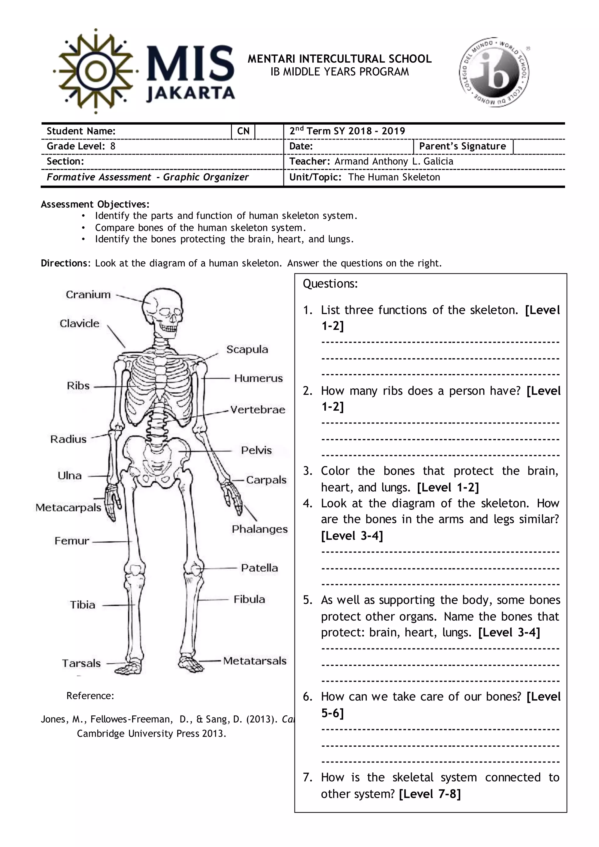 Content organizer the human skeleton | PDF