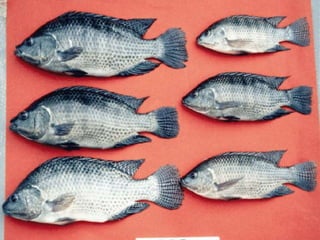 Aquaculture and Research | PPTX